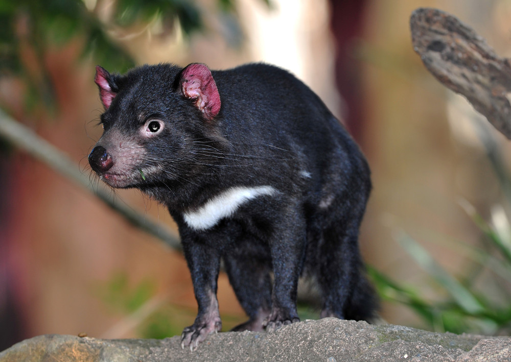 tasmanian devil close up full frame australia exotic endangered mammal ...